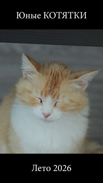 АлексейФильм. Котический