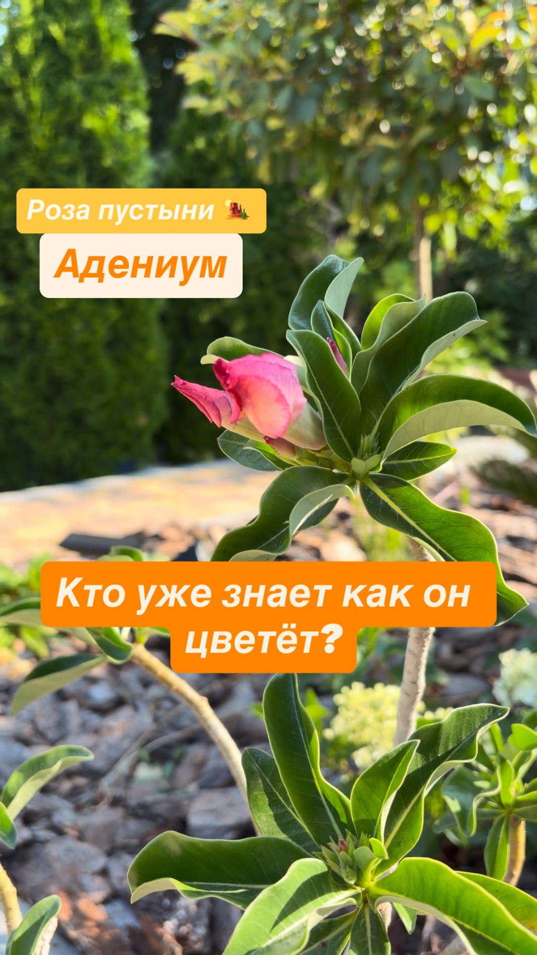 Начало цветения Адениума розы пустыни выращенного из семян