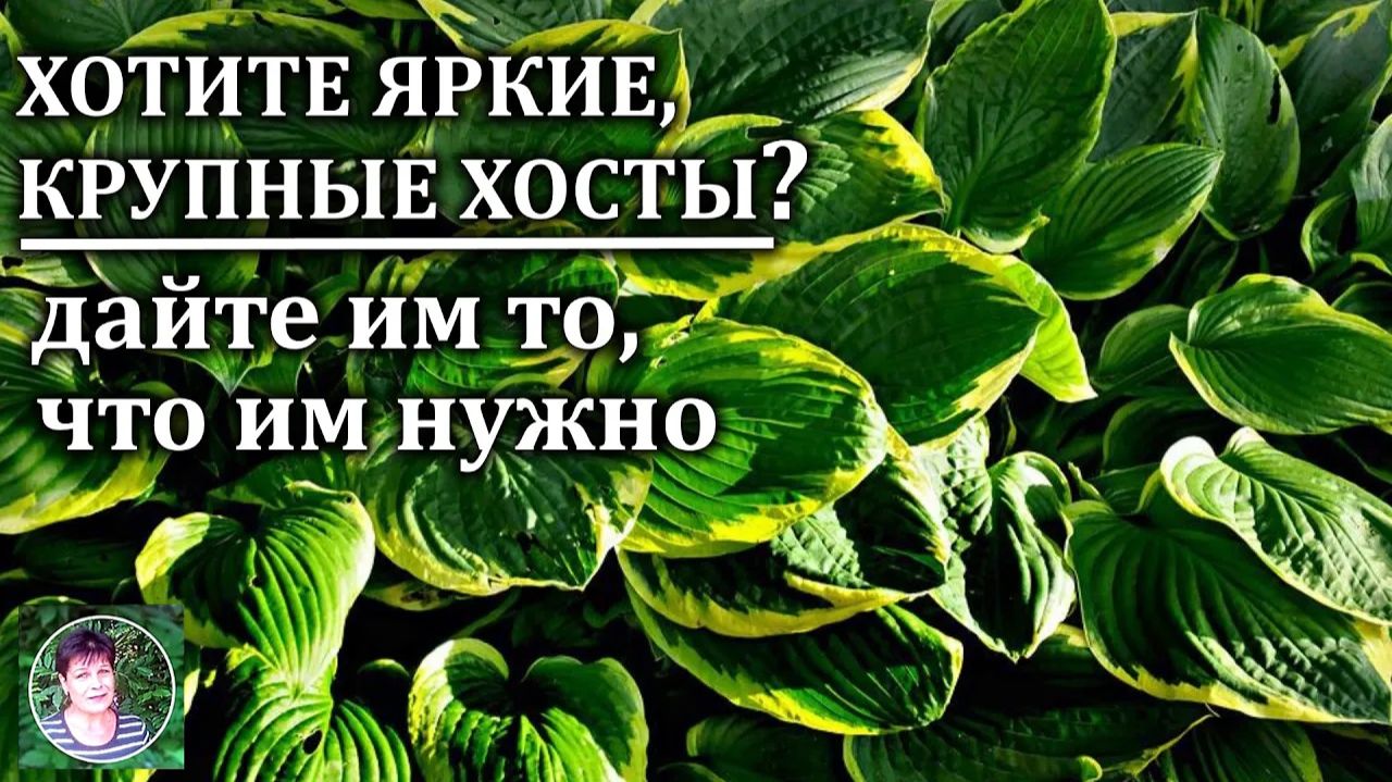 Чем подкормить хосту: все подкормки за сезон для большого и пышного куста