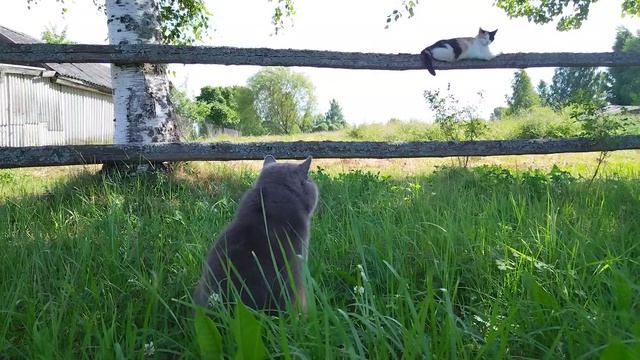 Его Котейшество в деревне