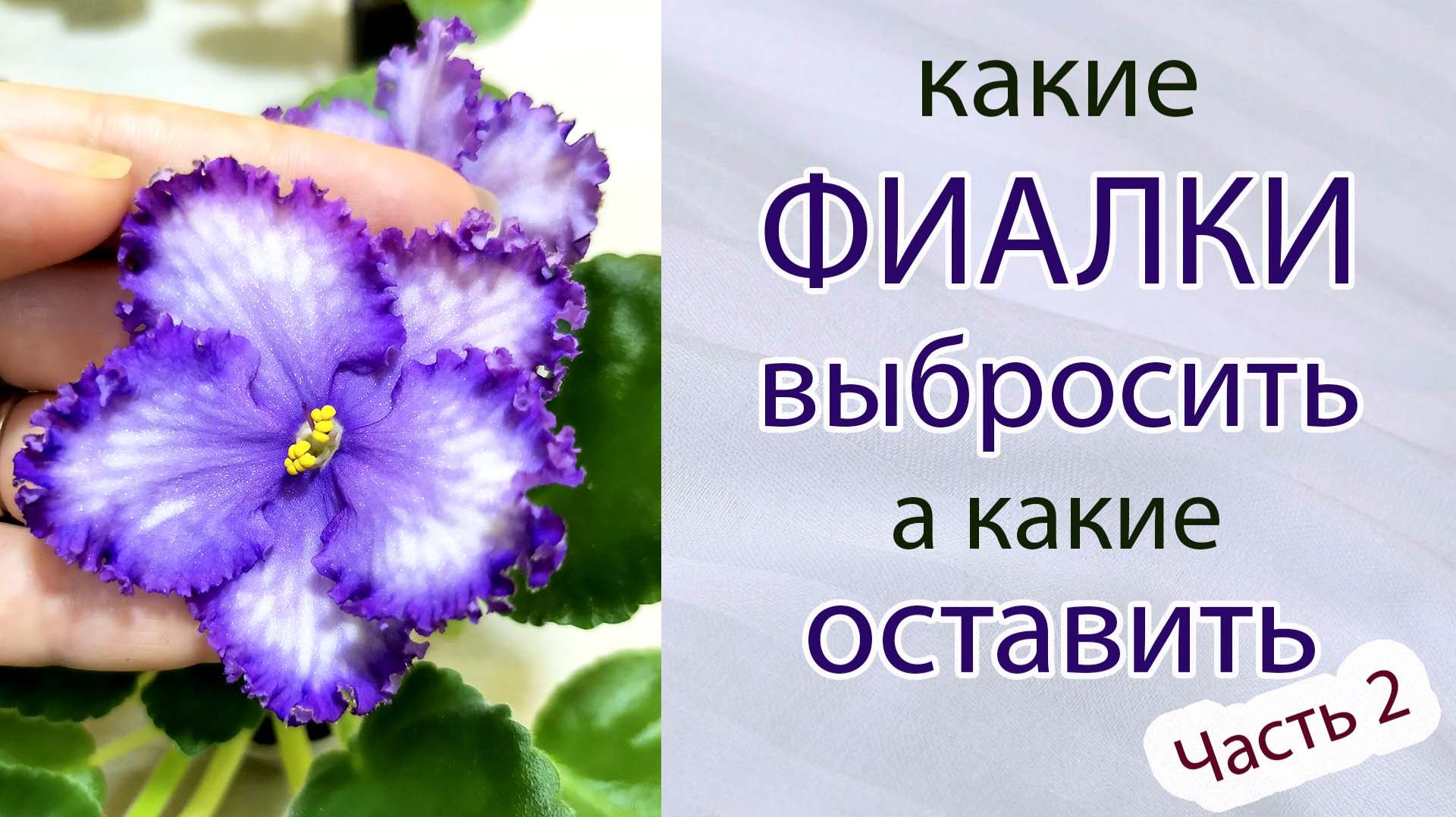 Обзоры - Отзывы.