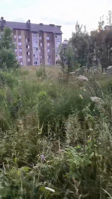 🌳 Природа прямо у дома — послушай! 🐦