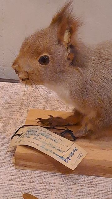 Дарвиновский музей. Часть 21