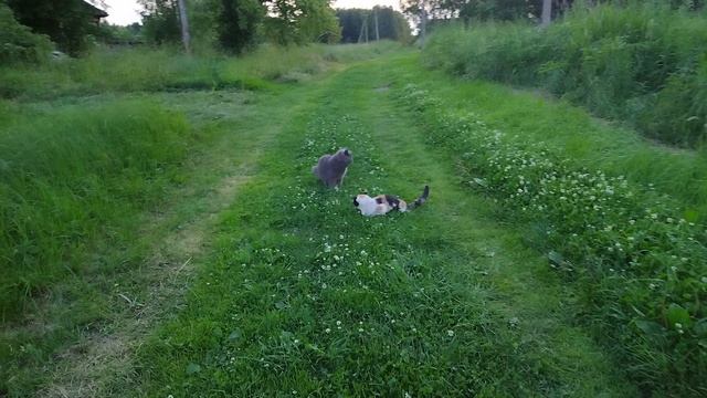 Любовные игрища котов