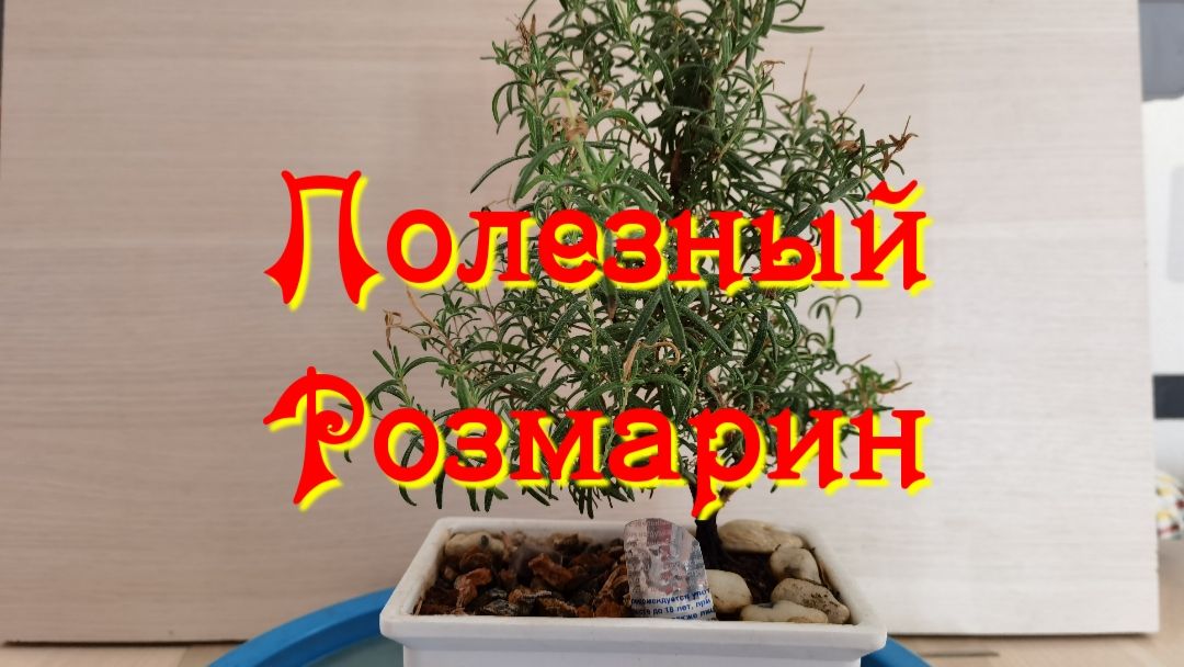 Бонсай Шахин.
