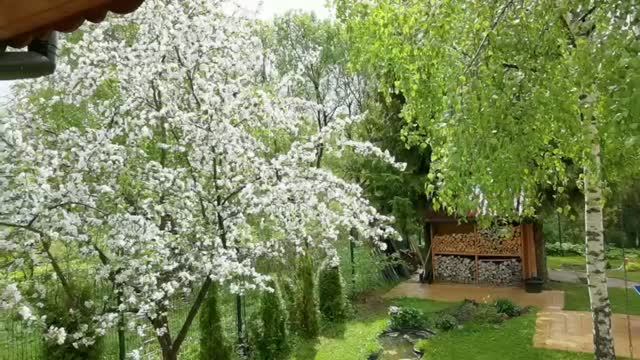 Дыбино. Весна
