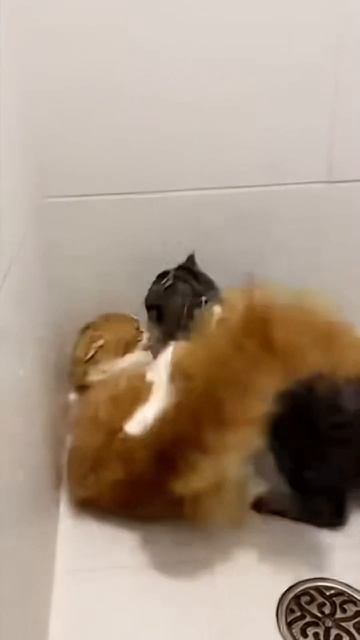кот купает кота