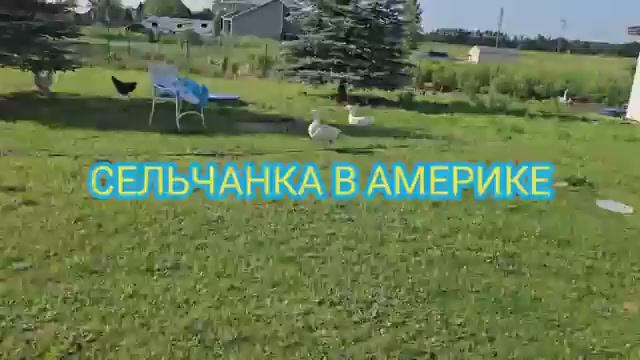 Сельчанка в Америке ПРИШЛО ВРЕМЯ СОБИРАТЬ ПЕРВЫЕ ПЛОДЫ США
