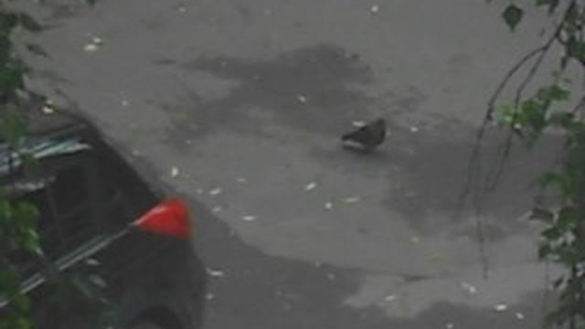 Пара голубей на автостоянке. DSCN6700