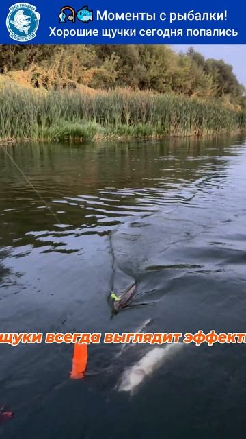 Красивая щука на поверхности. Рыбалка со спиннингом летом.