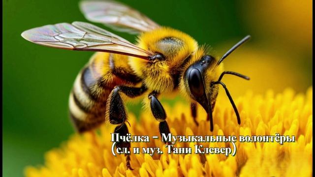 Музыкальные волонтёры - Пчёлка (сл. и муз. Тани Клевер)