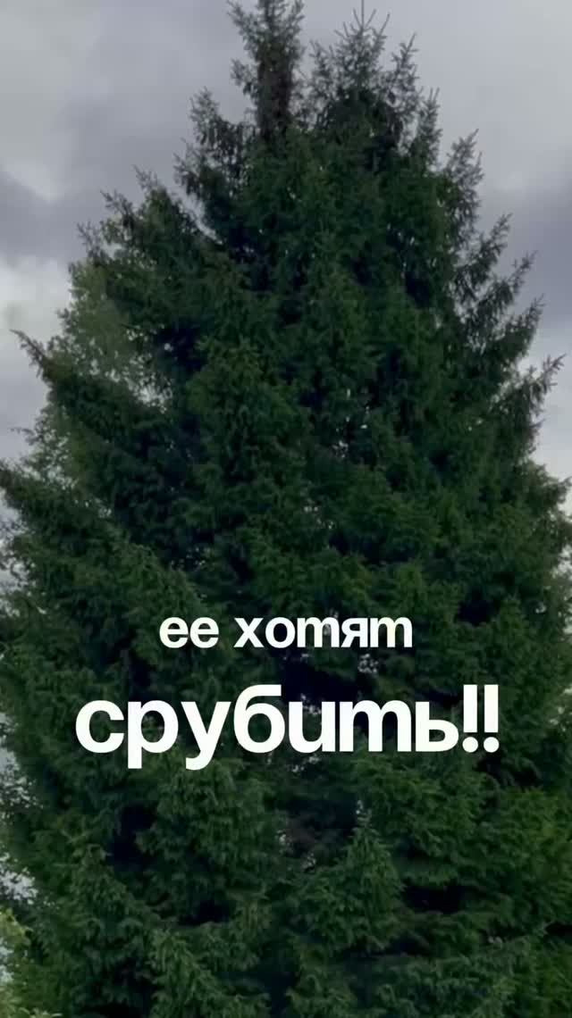 Собираюсь испортить отношения с соседом по даче 🫣