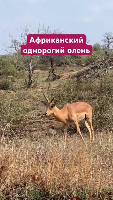 ЮАР
