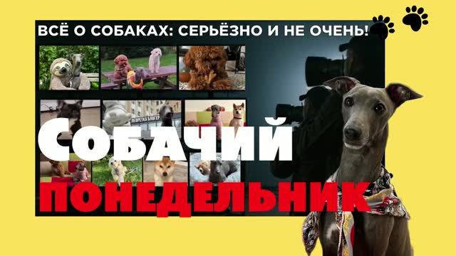 КАКИЕ ИГРУШКИ ПОДХОДЯТ ЛЕВРЕТКАМ