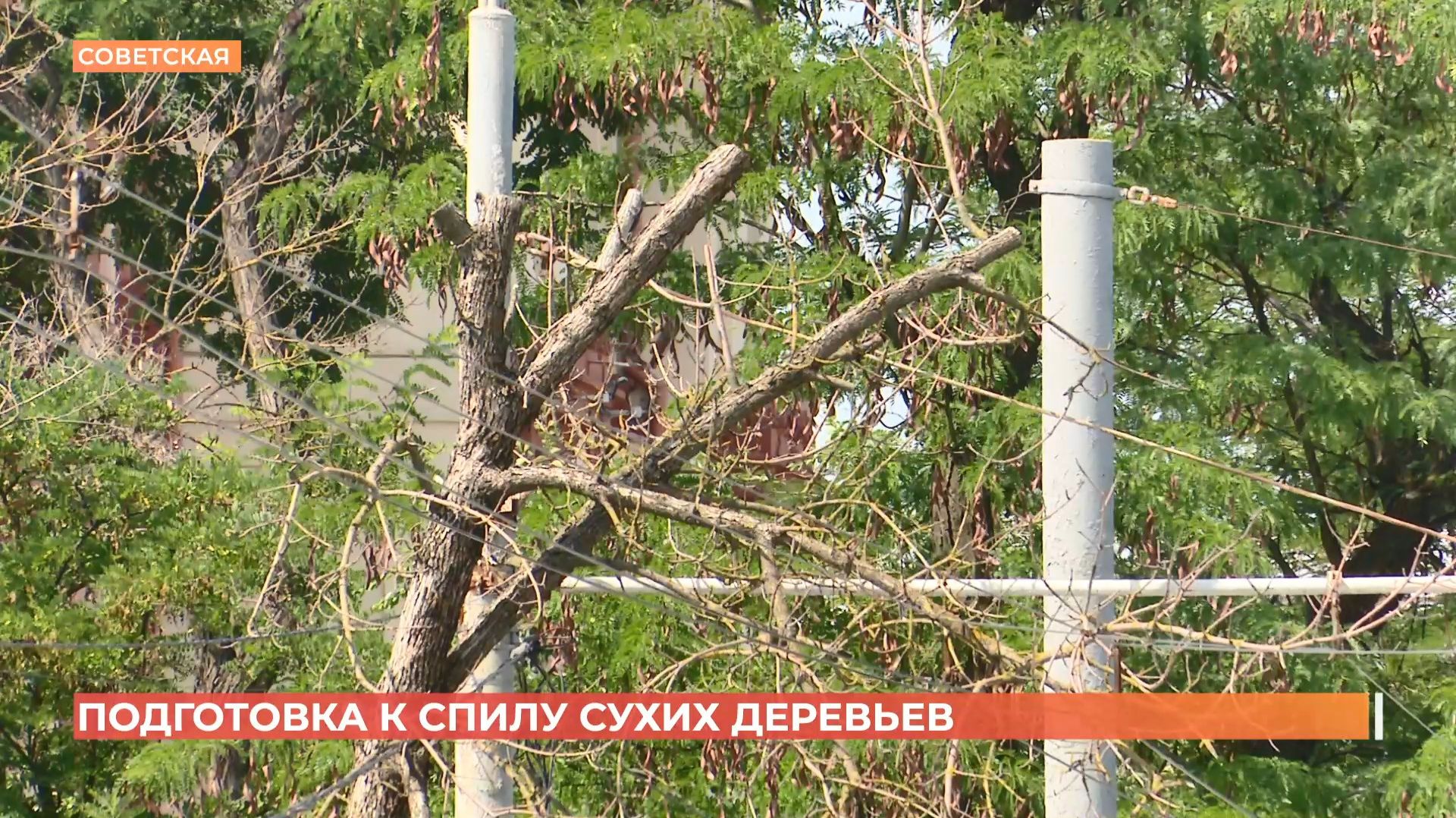 Обрезку аварийно-опасных деревьев проведут в Пролетарском районе Ростова