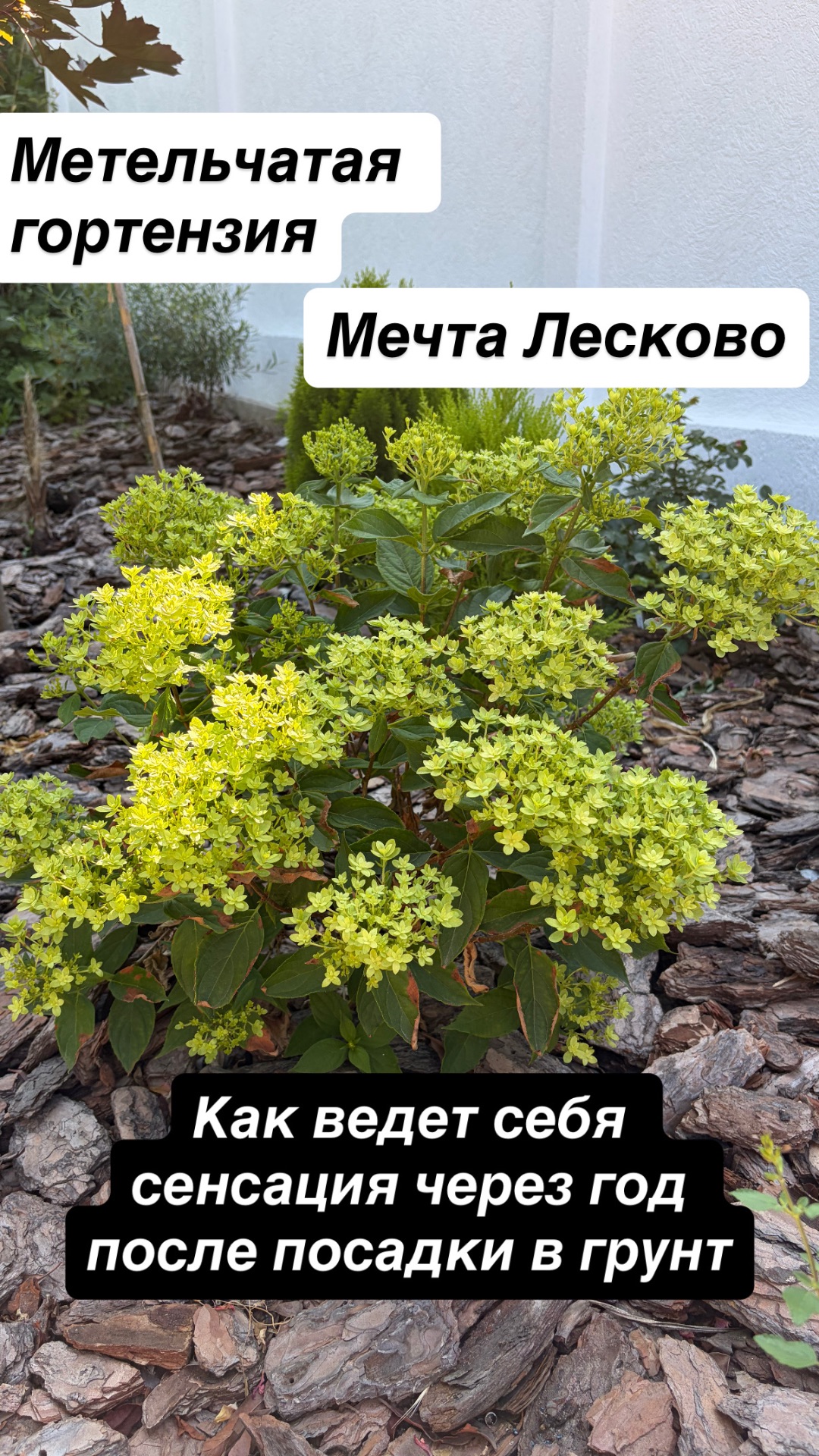 Метельчатые гортензии