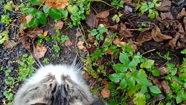 145-.Дача..пошла обрезать гортензию,🤣🐾🐾02.11.22