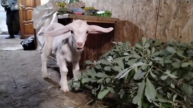Собаки заинтересованы ёжиком. Коза с козлёнком