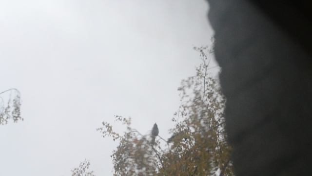 Ворона чистит клюв о ветку. Вторая сидит рядом. DSC_1746