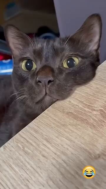Эти коты сведут тебя с ума 😂 Самые смешные видео с котами 🐱 2026