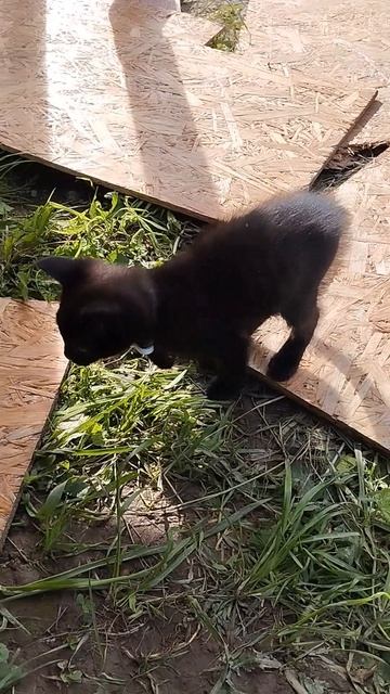 Зефирка и другие котята.Маруся на страже.