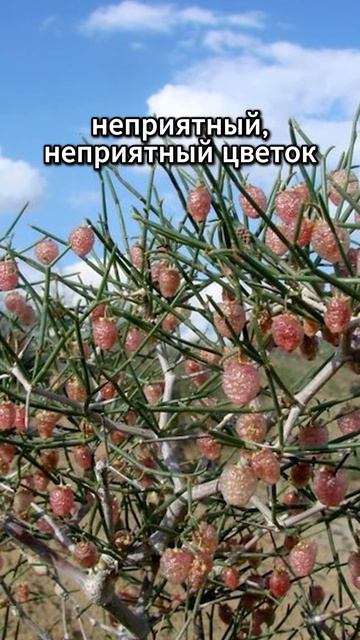 Интересное