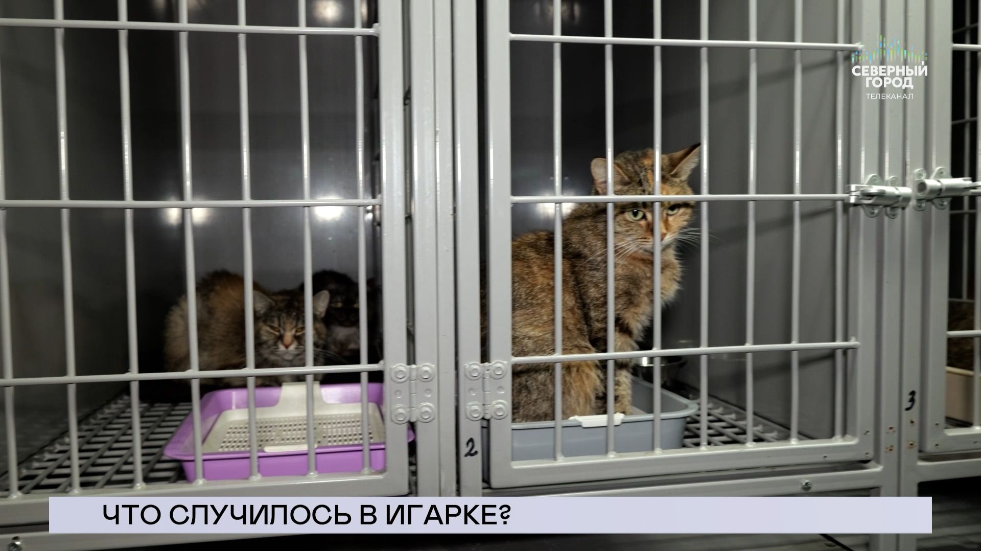 НОВОСТИ СЕВЕРНОГО ГОРОДА, 08.07.2026