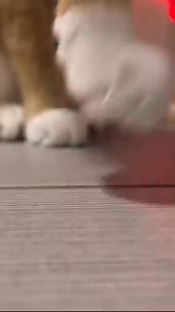 Ты тоже так делаешь 😂 Cat Club – приколы без тормозов 🐱 2026