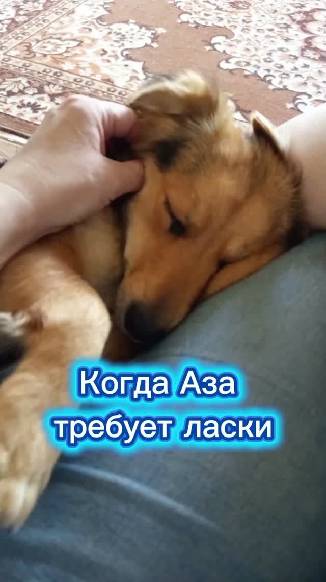 Собака требует продолжения