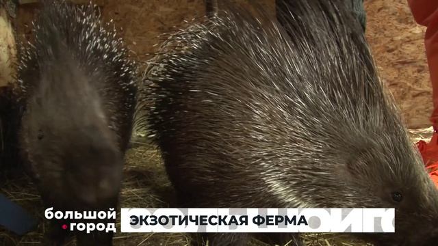ЭКЗОТИЧЕСКАЯ ФЕРМА. Большой город 09/07/2026