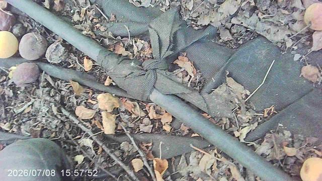Алыча в нашем саду