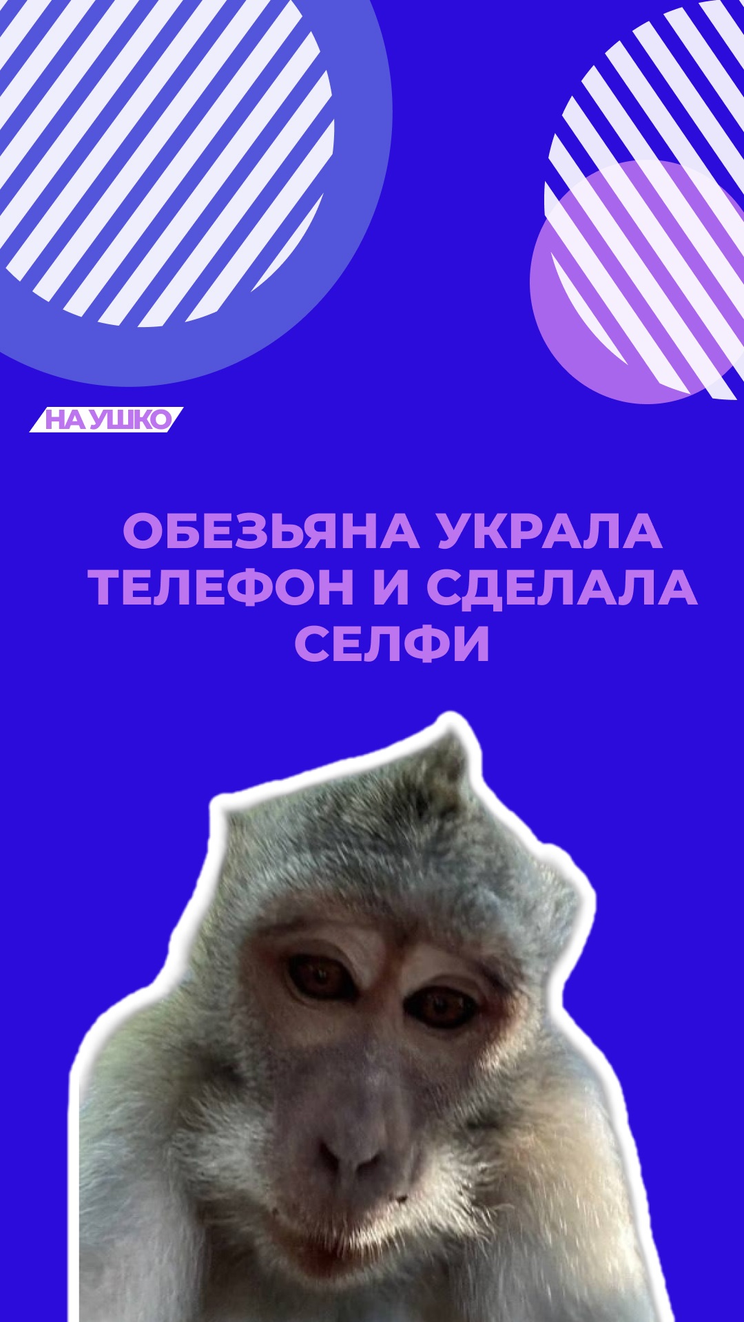 На Бали произошёл поистине курьёзный случай: обезьяна похитила телефон у туриста.