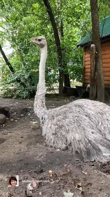 Прогулка по Гжельскому зоопарку.