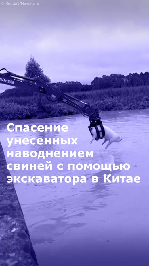 Свинок, которые оказались под водой из-за наводнения, спасали жители Китая с помощью экскаватора