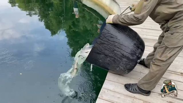 Зарыбление форели на лесном пруду