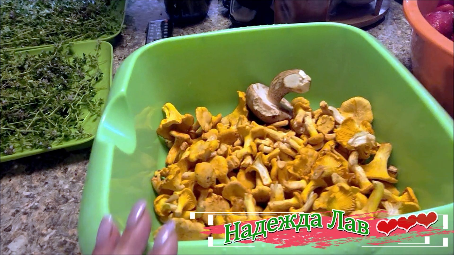 Из леса с лисичками, из дождя с улыбкой, из гостей — с пряными травами! 🌞🍄🍃