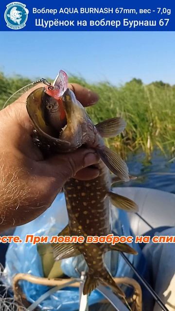 Щурёнок на воблер AQUA Бурнаш 67. Поклёвка на спиннинг  #рыбалка  #fishing