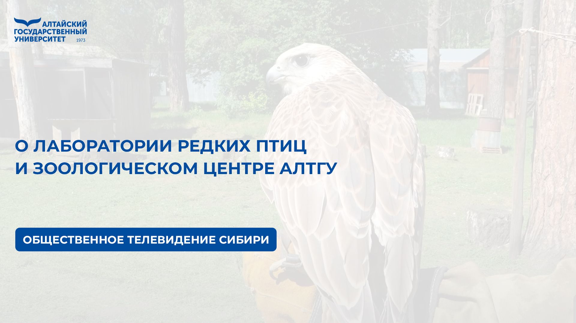 О лаборатории редких птиц и зоологическом центре АлтГУ | Общественное телевидение Сибири