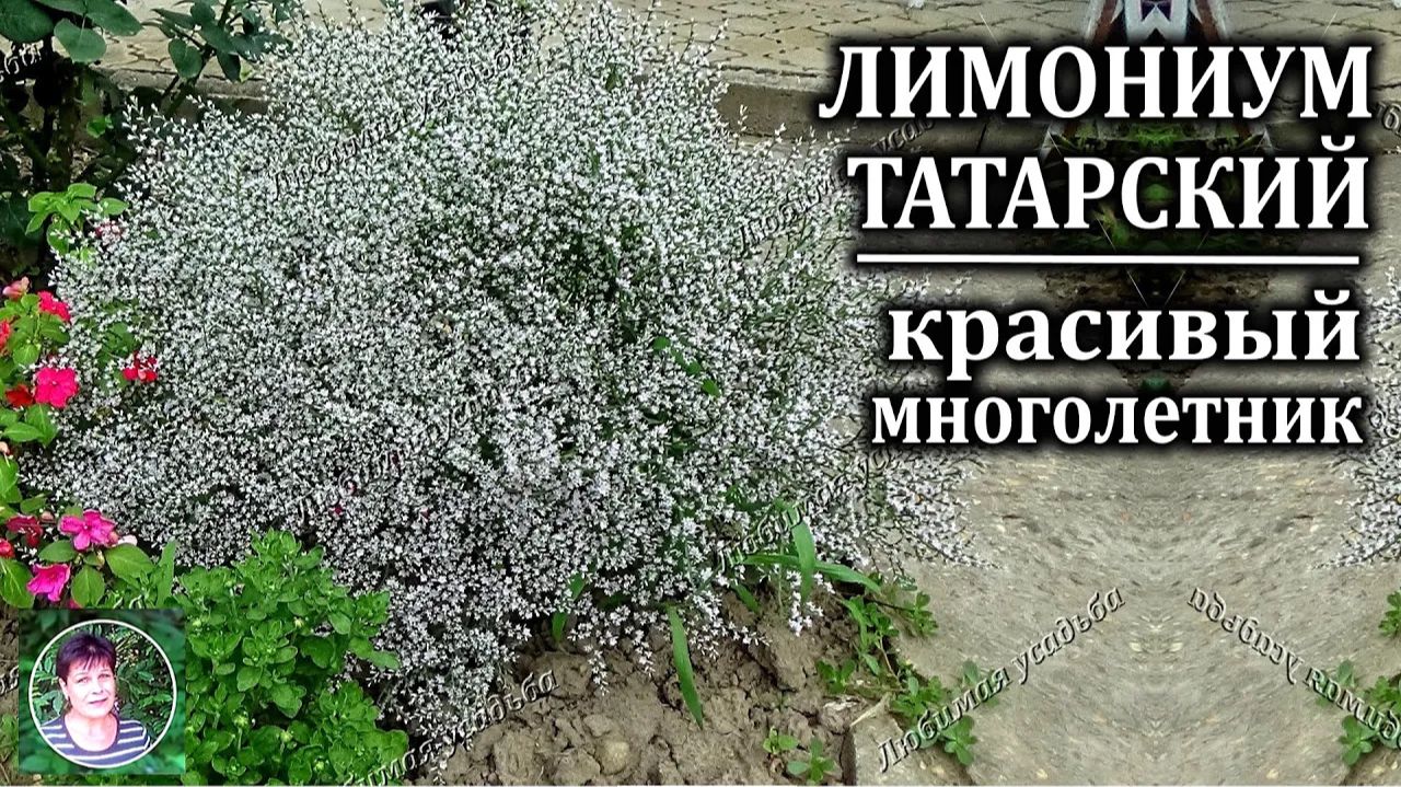 Красивые сухоцветы для сада. Лимониум татарский  Обзор  Рекомендации по выращиванию