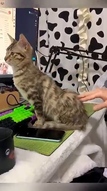 Не трогай этих котов, если не готов к последствиям 😼 Угарные моменты 🐱 2026