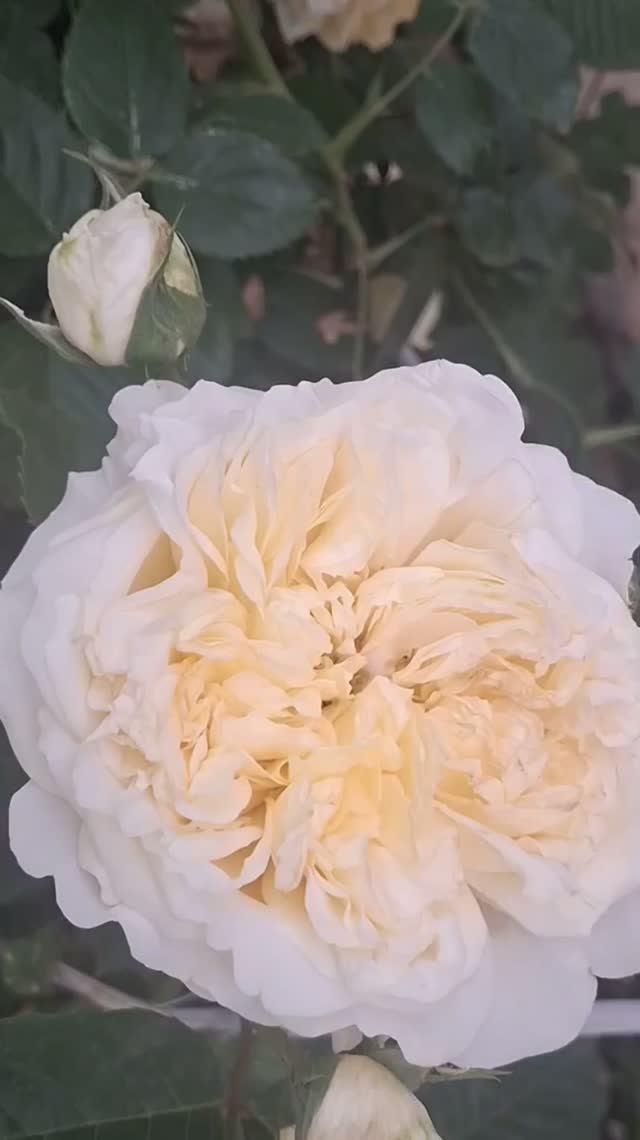 Цветы, цветы... (Рустави) 24.05.2026