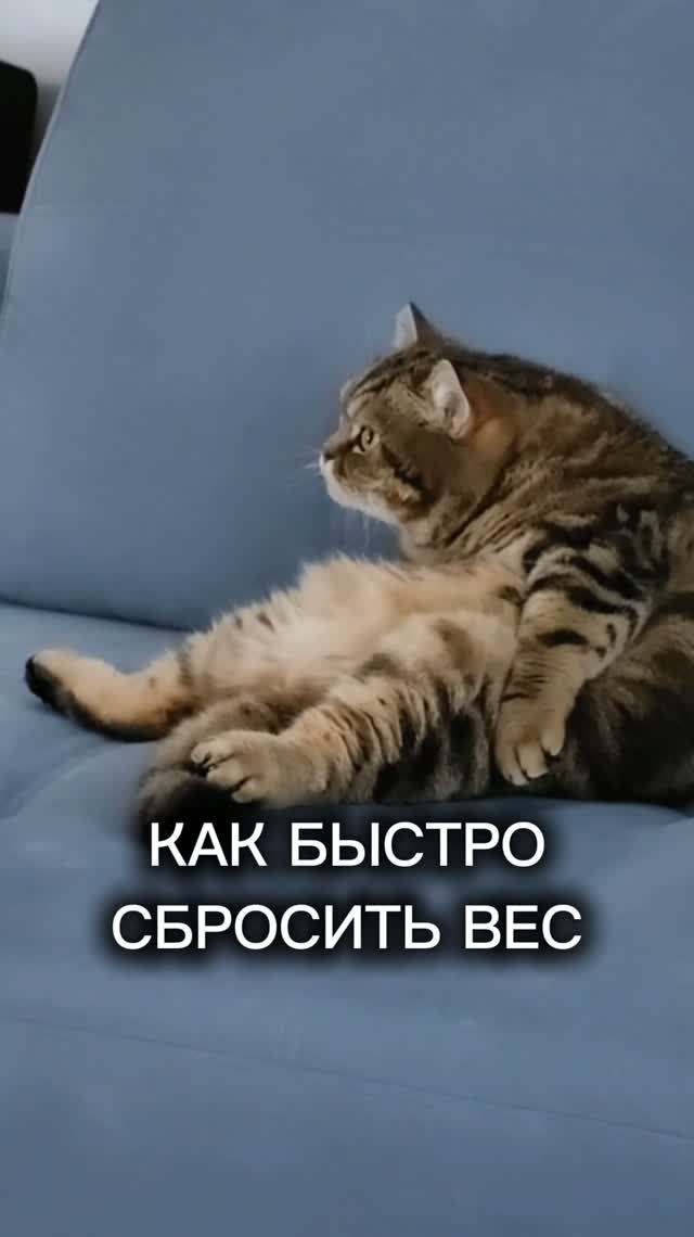 ПРИКОЛЫ С КОТАМИ