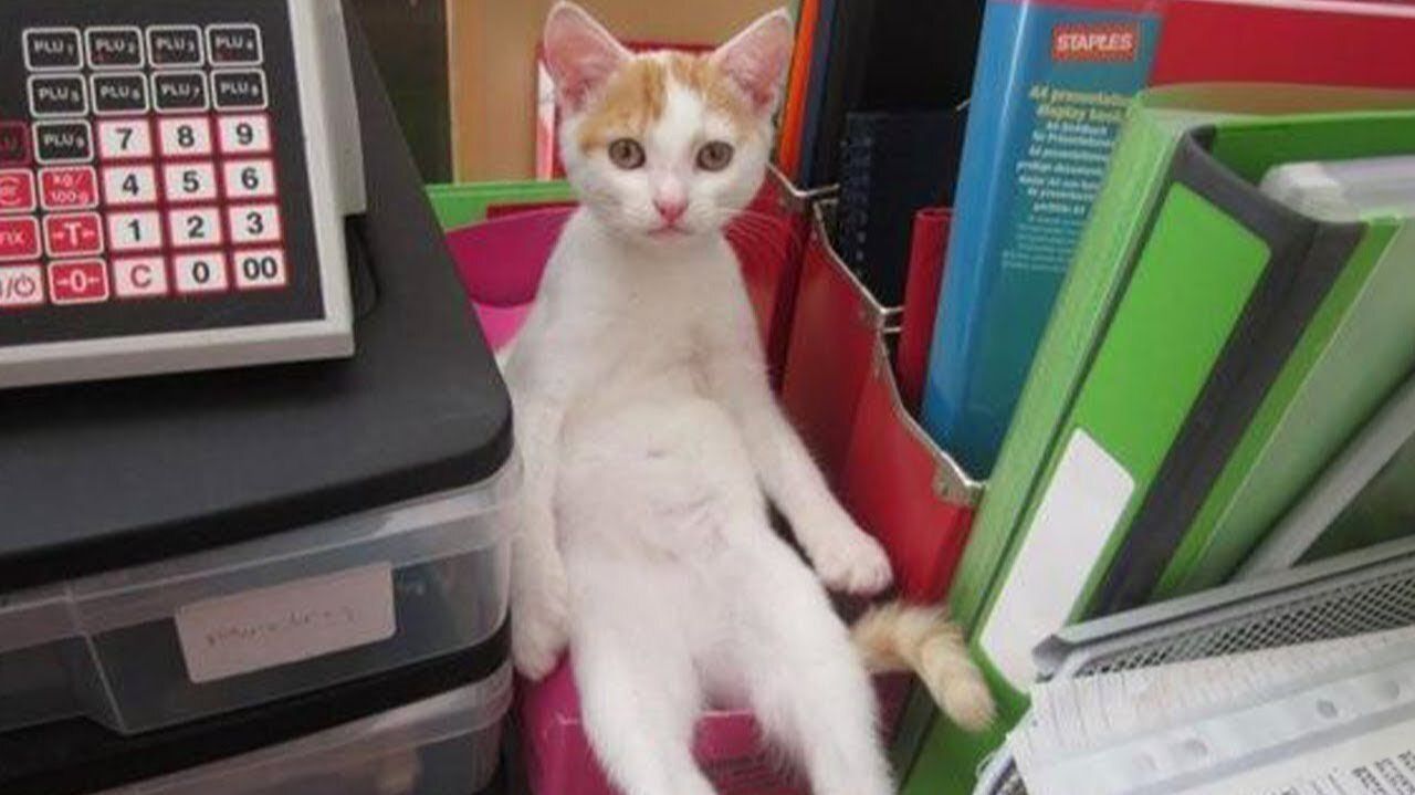 Смешные котики