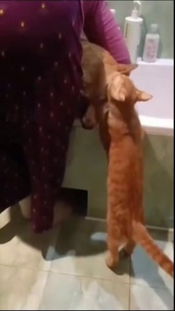 Немного из жизни кошек