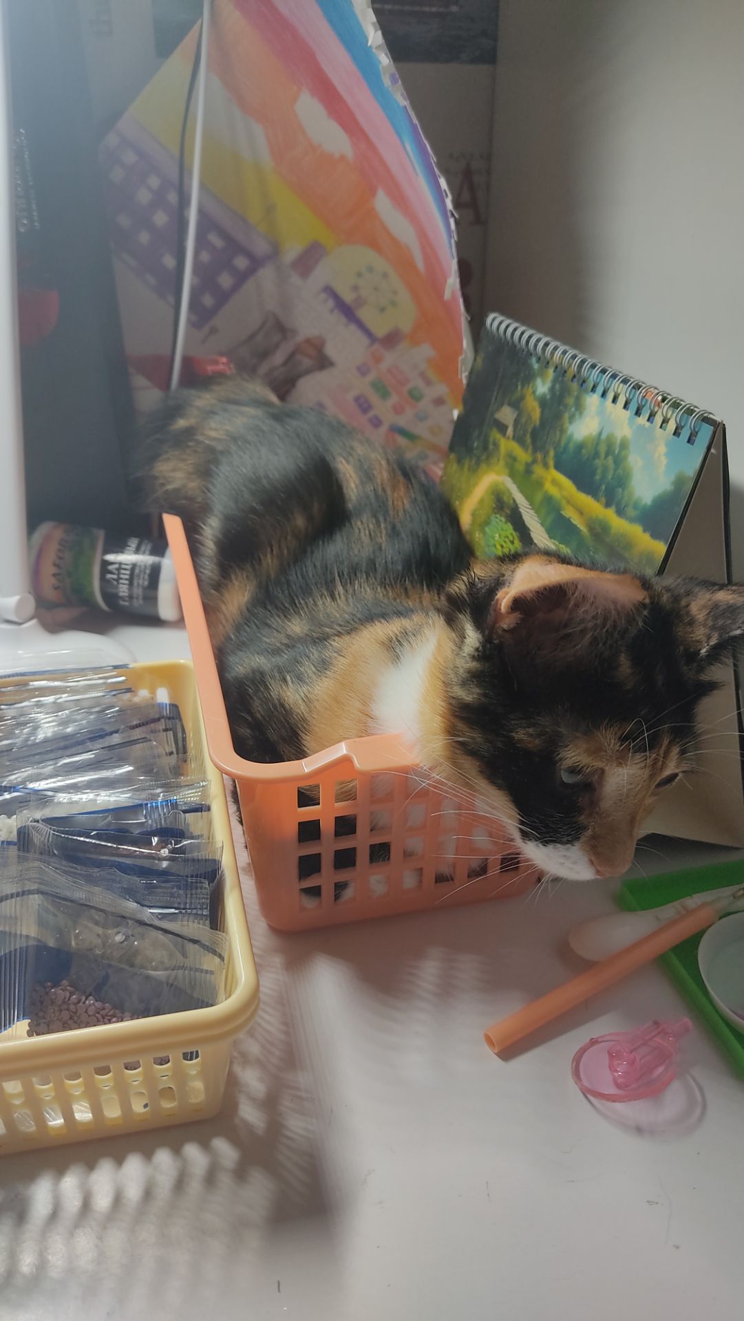 Спячка Стеши😺