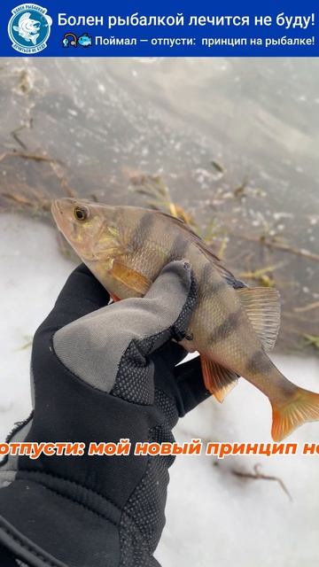 Окунь вернулся домой. Зимняя рыбалка на спиннинг   #рыбалка  #fishing