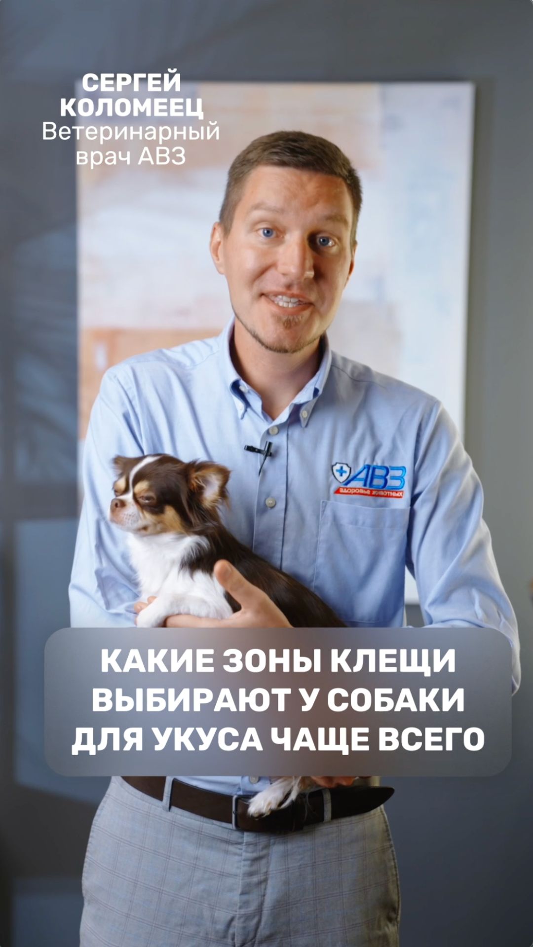 Какие зоны клещи выбирают у собаки для укуса чаще всего