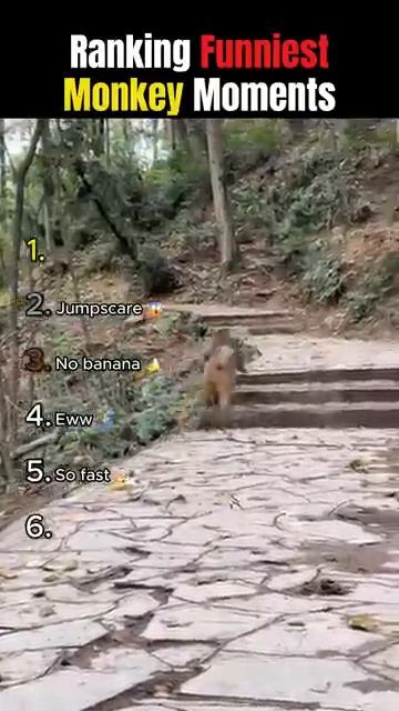 Хватит смотреть на них с серьёзным лицом 🤣 Обезьяны порвали интернет 🐒 2026