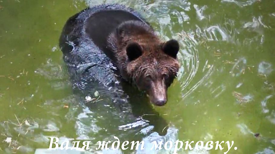 Бурая медведица Валя купаясь в бассейне собрала зрителей и они угостили ее морковкой.