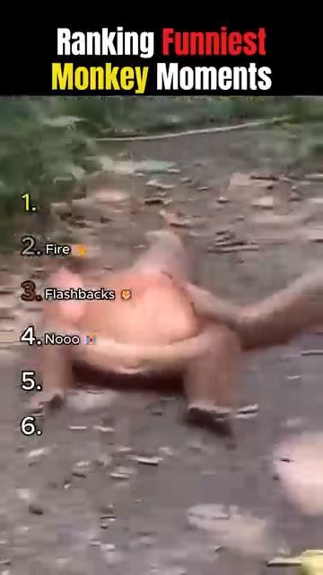 Никогда не знаешь, что они выкинут в следующую секунду 🤣 Обезьяны — мастера хаоса 🐒 2026